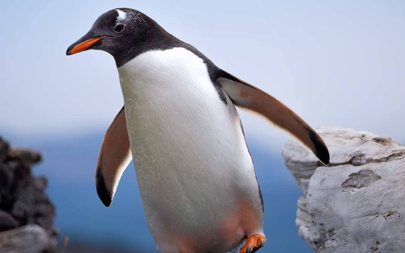 LMDE 7 dostępne do pobrania. Czym różni się od Linux Mint i jaki jest ...